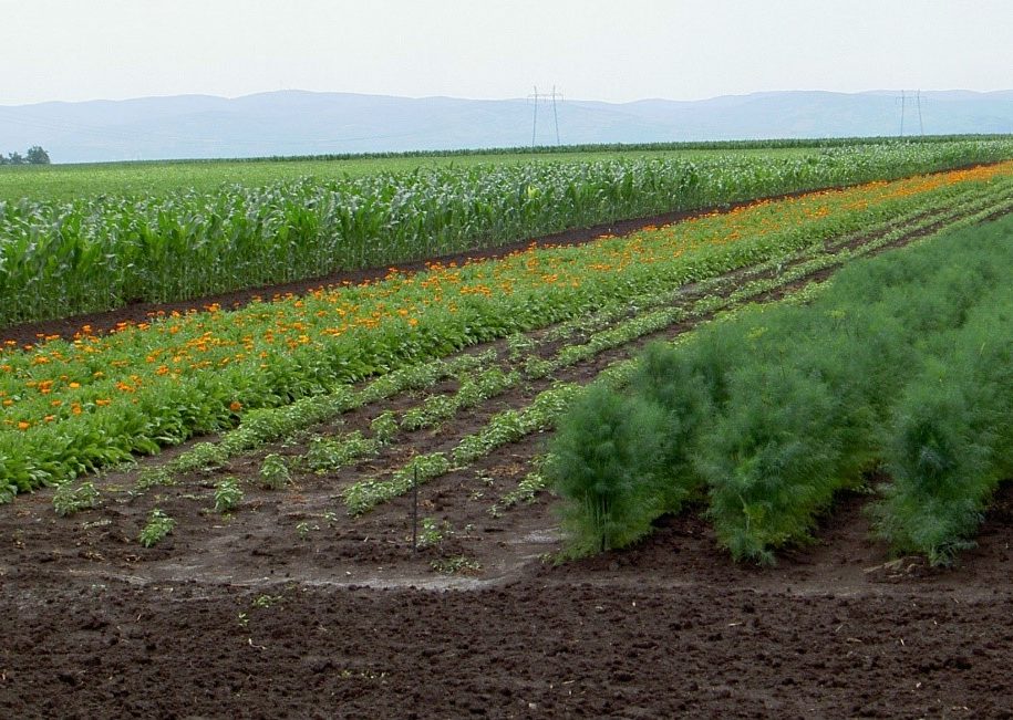 Plodored u organskoj ratarskoj proizvodnji – Serbia Organica